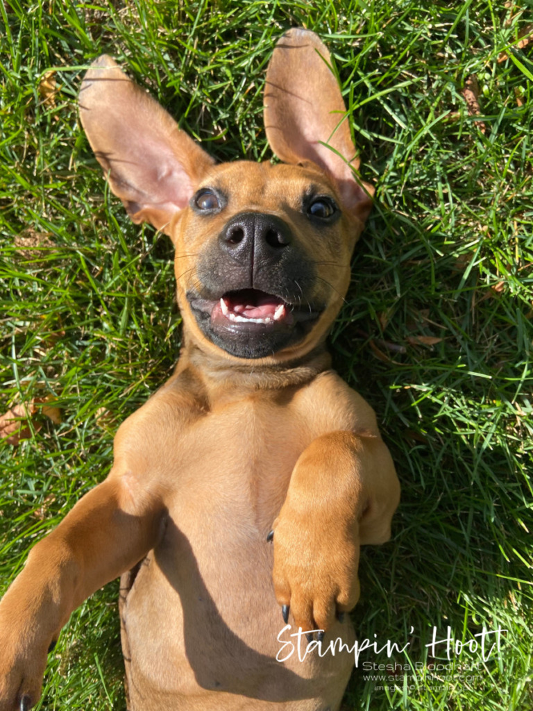 Puppy Love Anyone? Meet Moose, the Newest Bloodhart Family Member ...